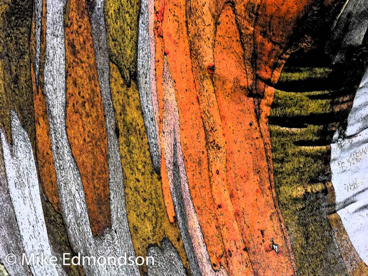 Autumn Snowgum Bark