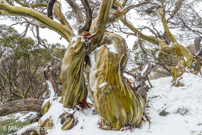 Twisted dancing Snowgum