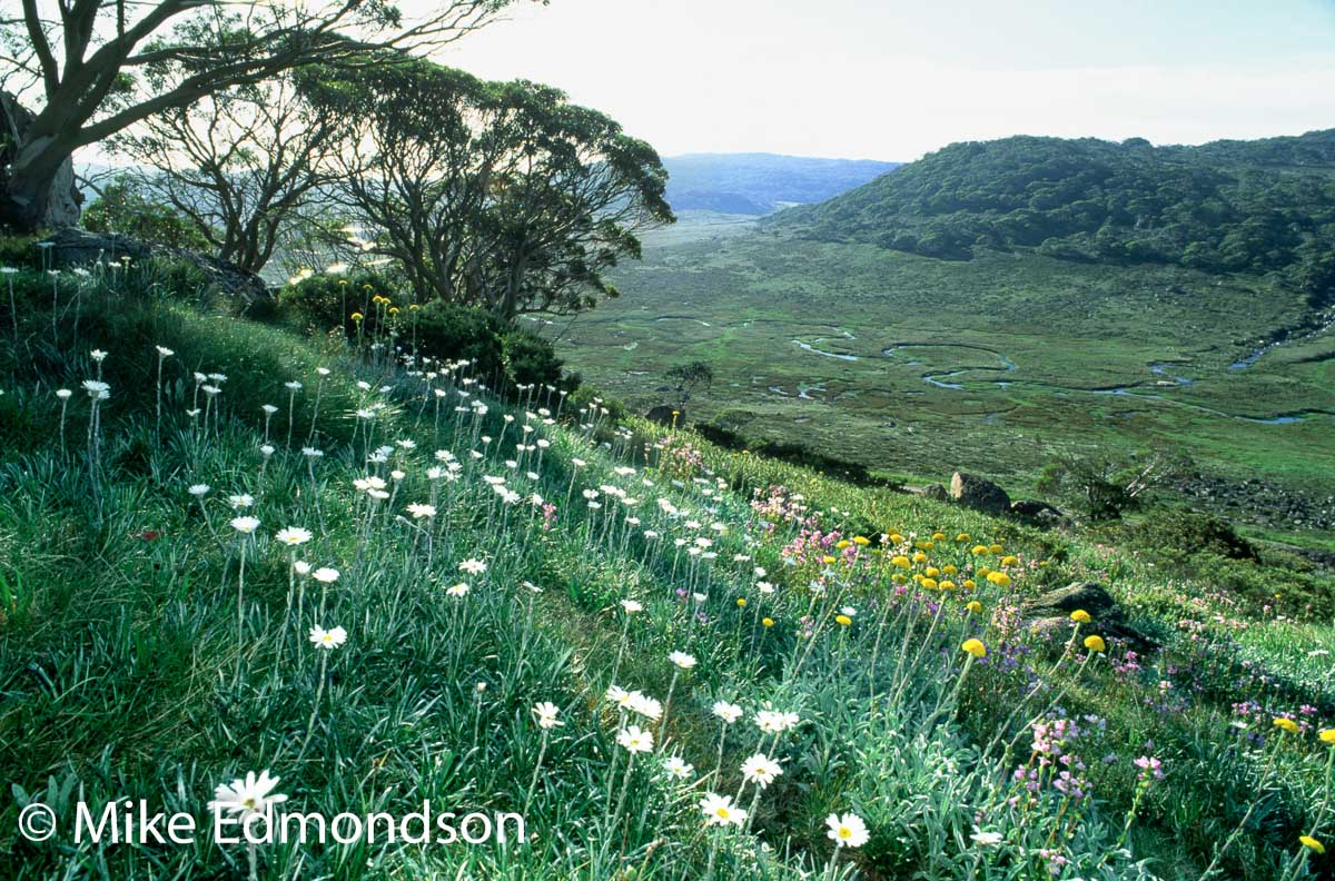 Mountain wildflowers
