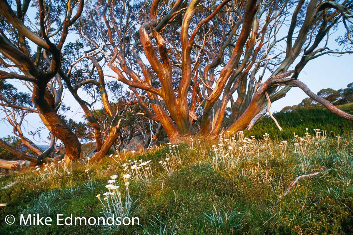 Summer Snowgums